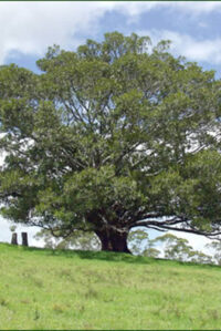 Tree Supply, Delivery & Installation | Hinterland Trees - Sunshine ...