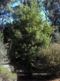 Tree Supply, Delivery & Installation | Hinterland Trees - Sunshine ...