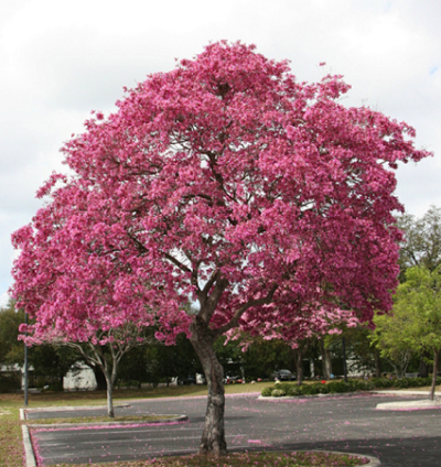 Tabebuia palmeri | Care Transplanters - Sunshine Coast Brisbane South ...
